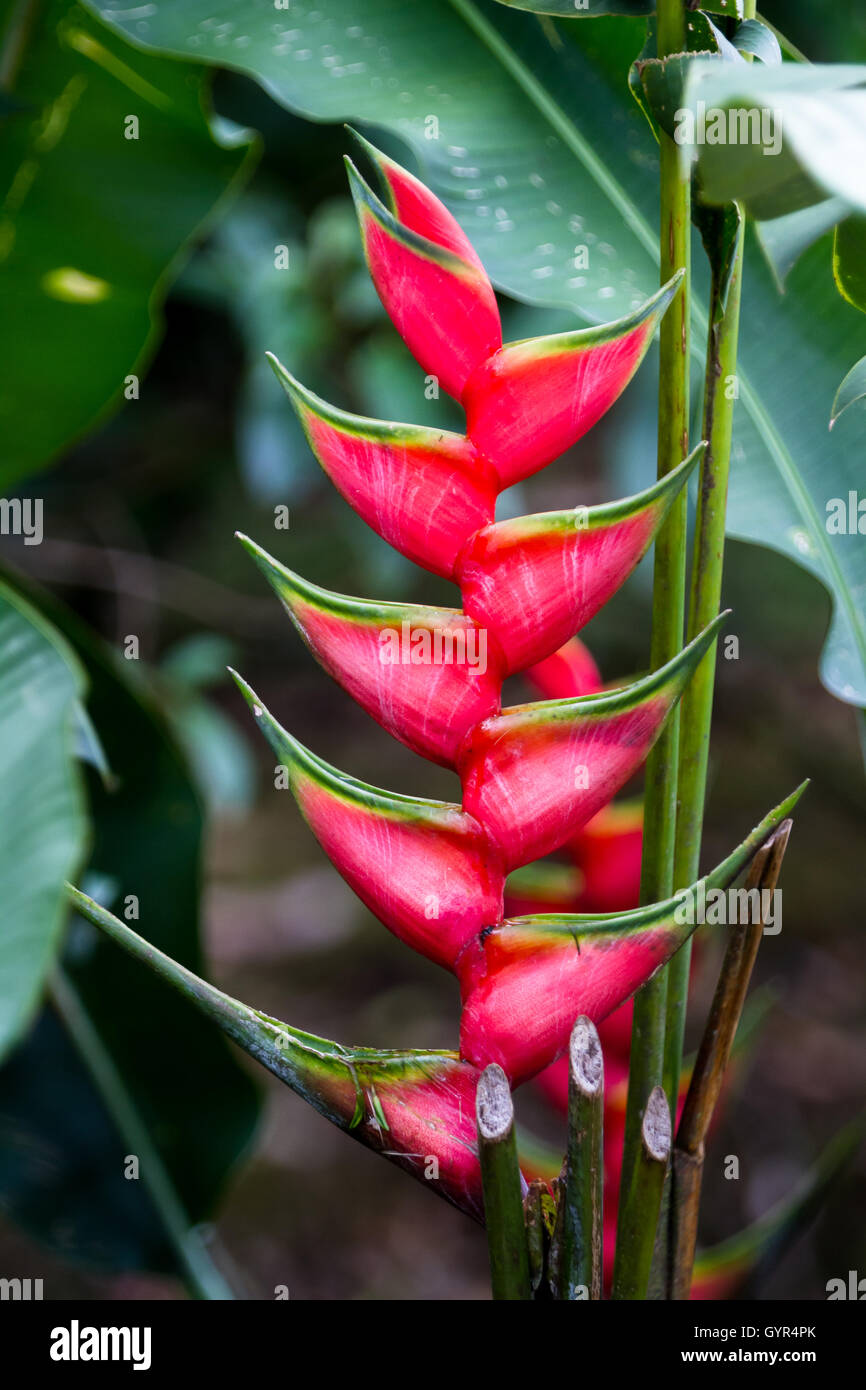 beautiful heliconia or parrot flower with a bright vivid red color in ...