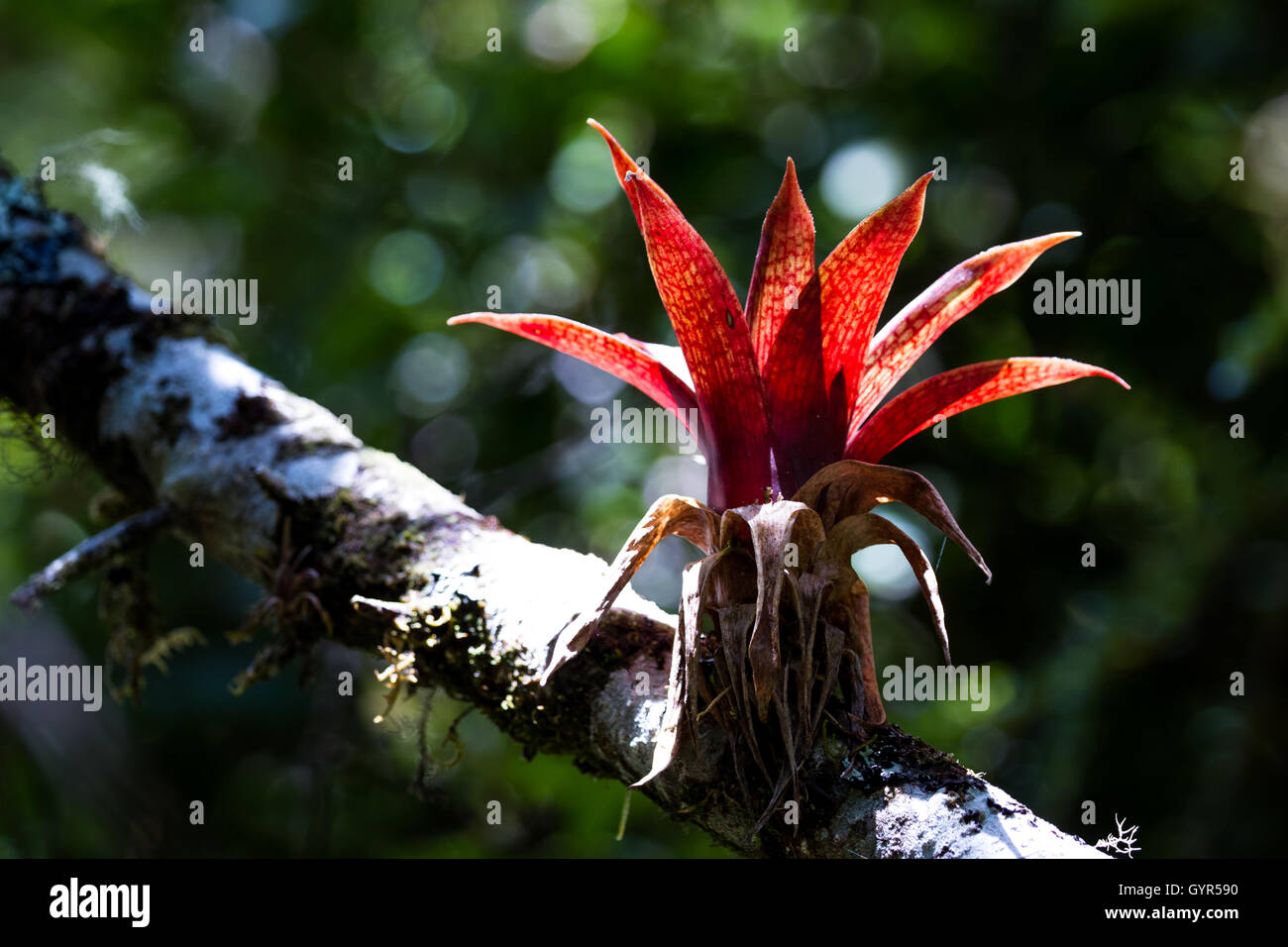Tree parasitic plants in tropical hi-res stock photography and images ...