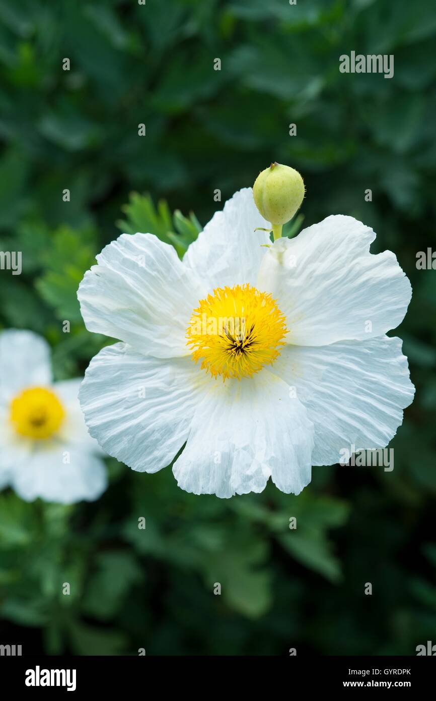 White Tree Peony, 'Krinkled White', P. lactiflora cultivar Stock Photo ...