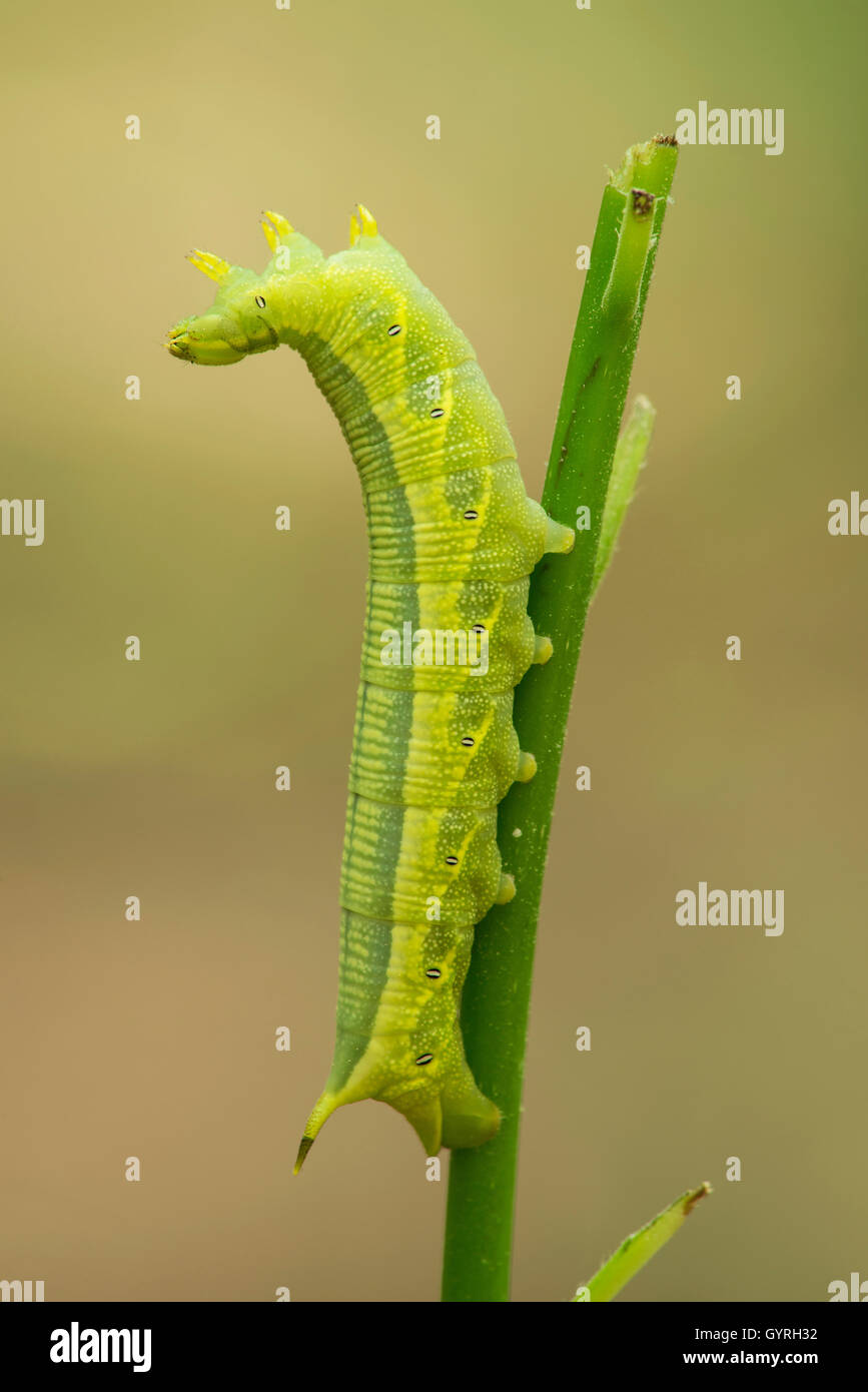 Lettered Sphinx Moth larva, caterpillar (Deidamia inscriptum ...