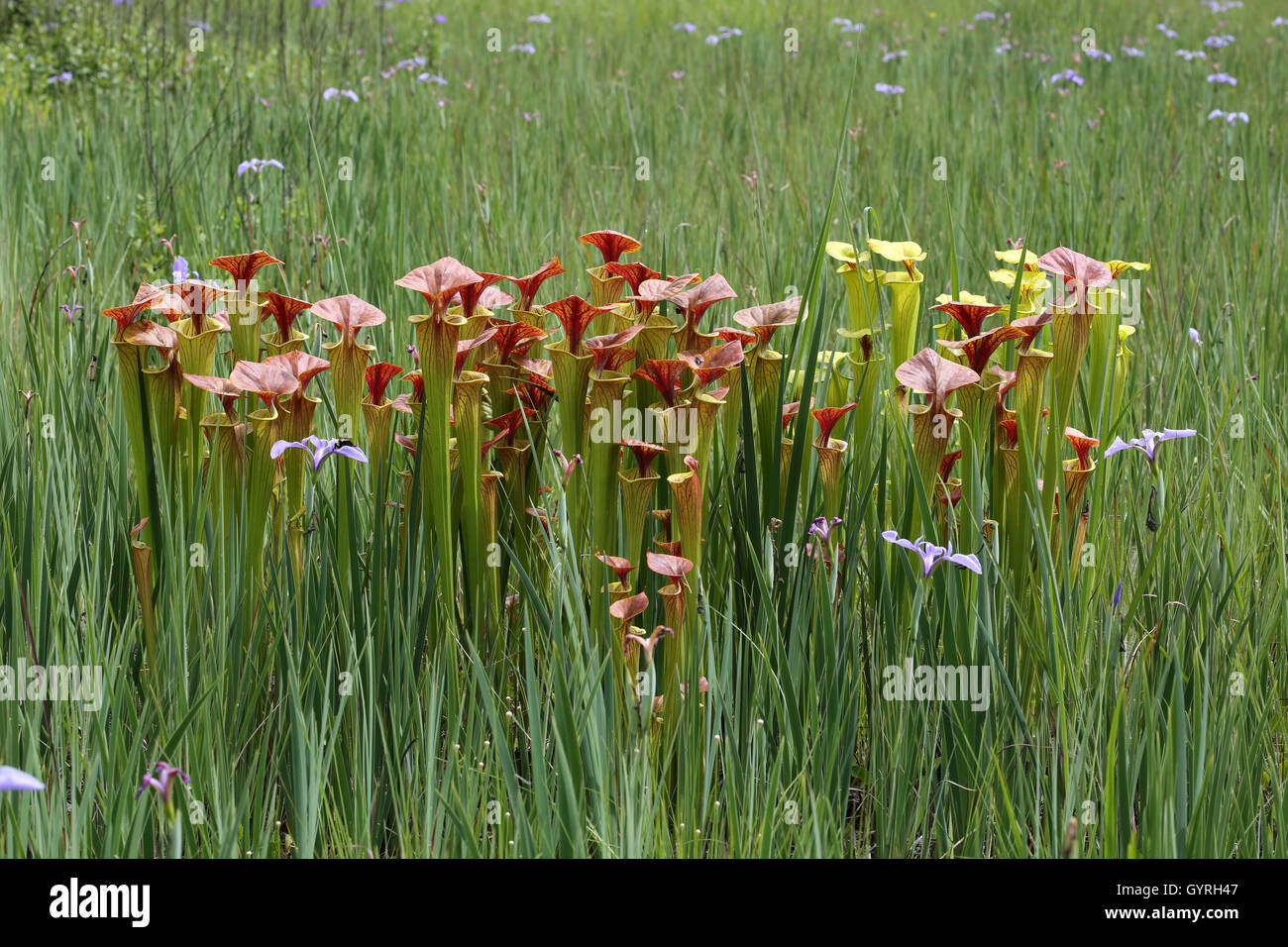 Yellow Pitcher Plant, also known as the Bronze-colored Pitcher Plant ...