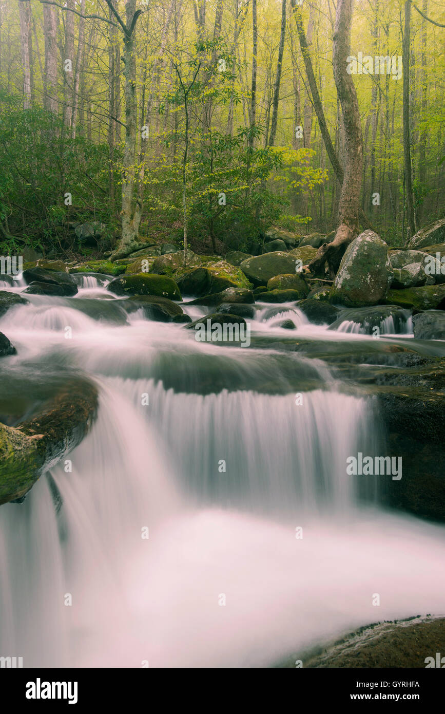 Middle Prong of Little River, Spring, Great Smoky Mountains National ...