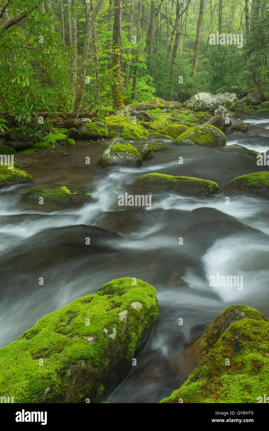 Moss-covered rocks and boulders along Roaring Fork River, Summer, Great ...