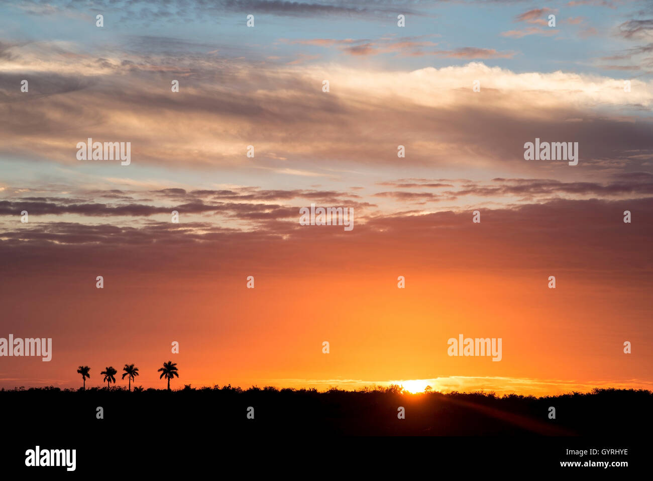 Sunset and Royal Palm (Roystonea oleracea) trees of Paradise Key ...