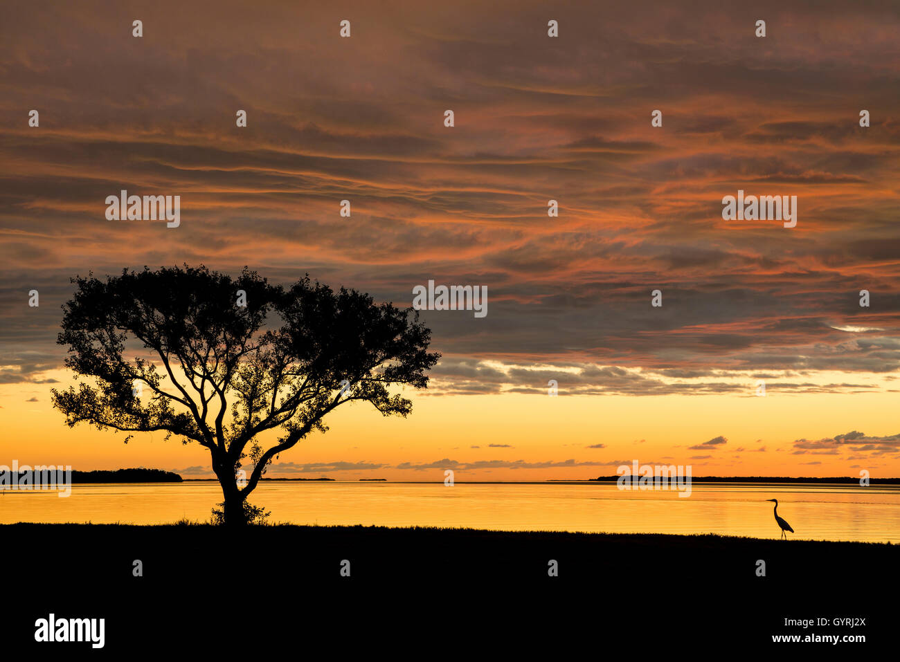 Buttonwood tree hi-res stock photography and images - Alamy