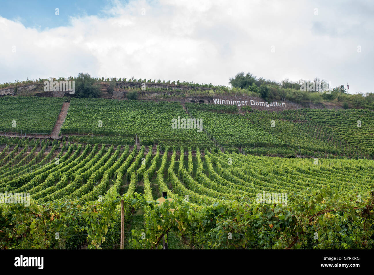 Famous German Wineyard Region Moselle River in Winningen Stock Photo ...