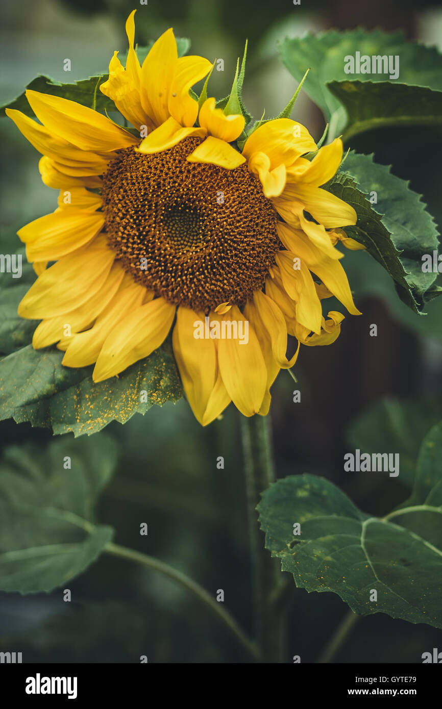 One sunflower in green leaves Stock Photo - Alamy