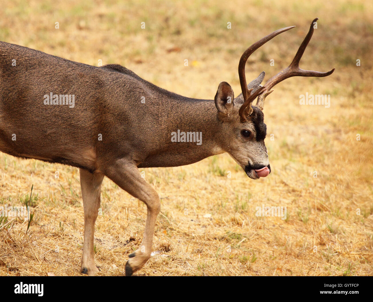 A Black-tailed Deer buck with long antlers licking its lips Stock Photo ...