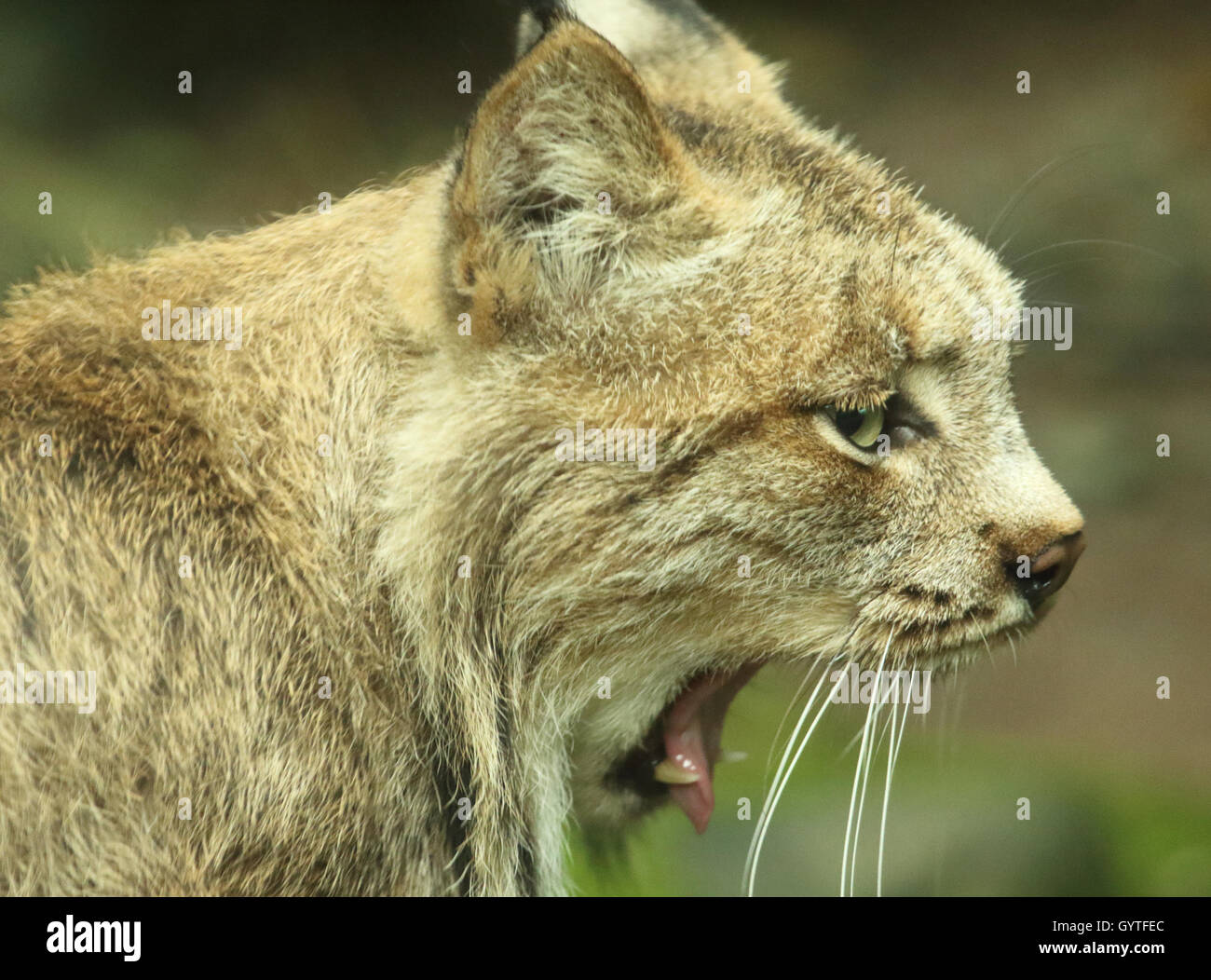 Canada Lynx Forest High Resolution Stock Photography and Images - Alamy