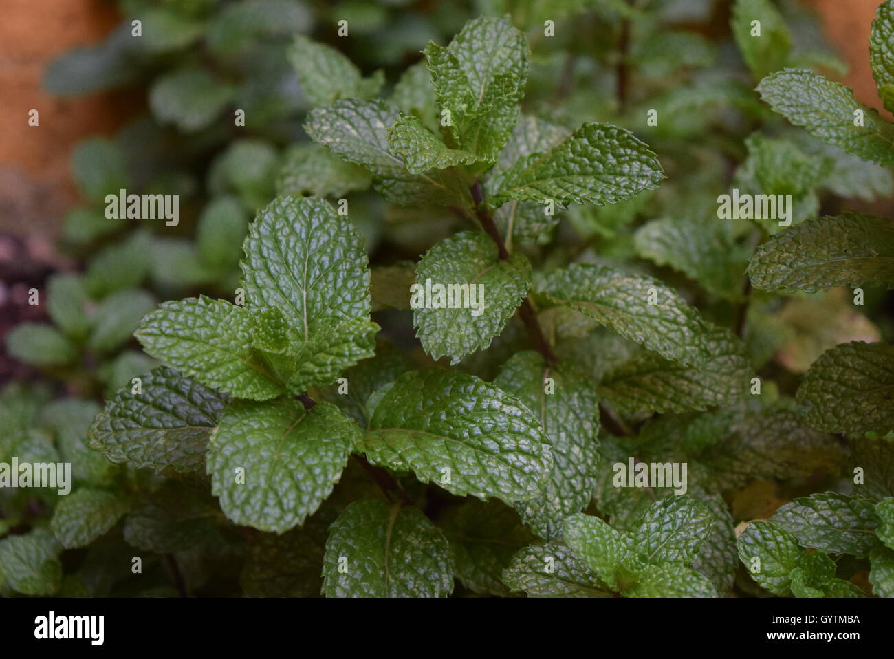 Peppermint tea garden hi-res stock photography and images - Alamy