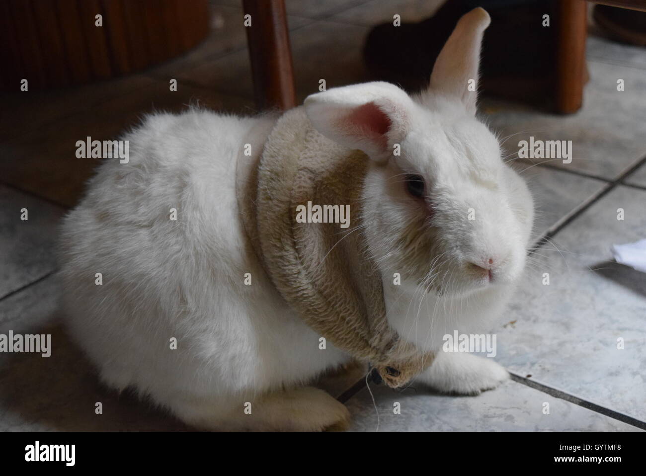 Portrait of domestic white rabbit with clothes in a house Stock Photo ...
