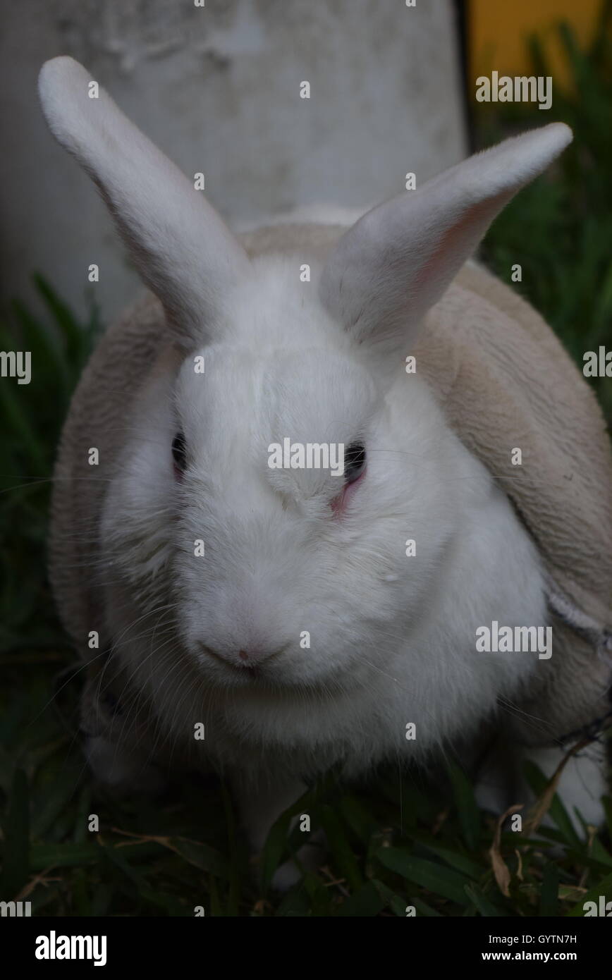 Portrait of domestic white rabbit with clothes in a garden Stock Photo ...