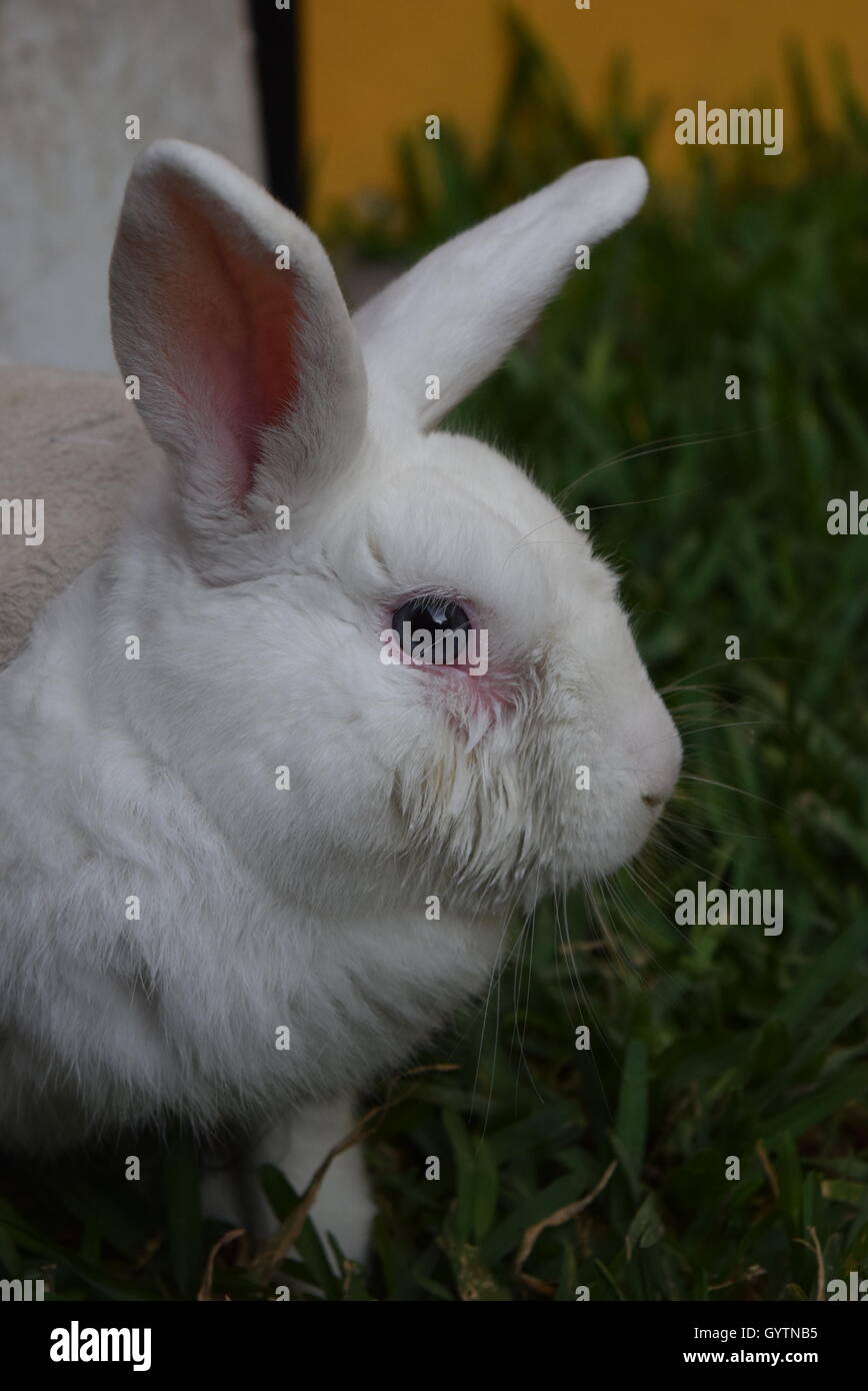 Close-up of domestic white rabbit with clothes in a garden Stock Photo ...