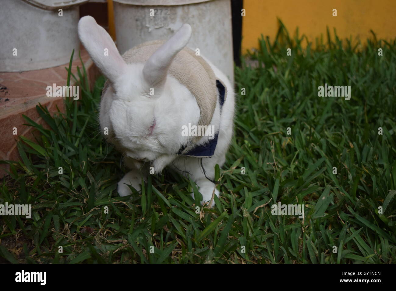 White rabbit with clothes in a garden Stock Photo - Alamy