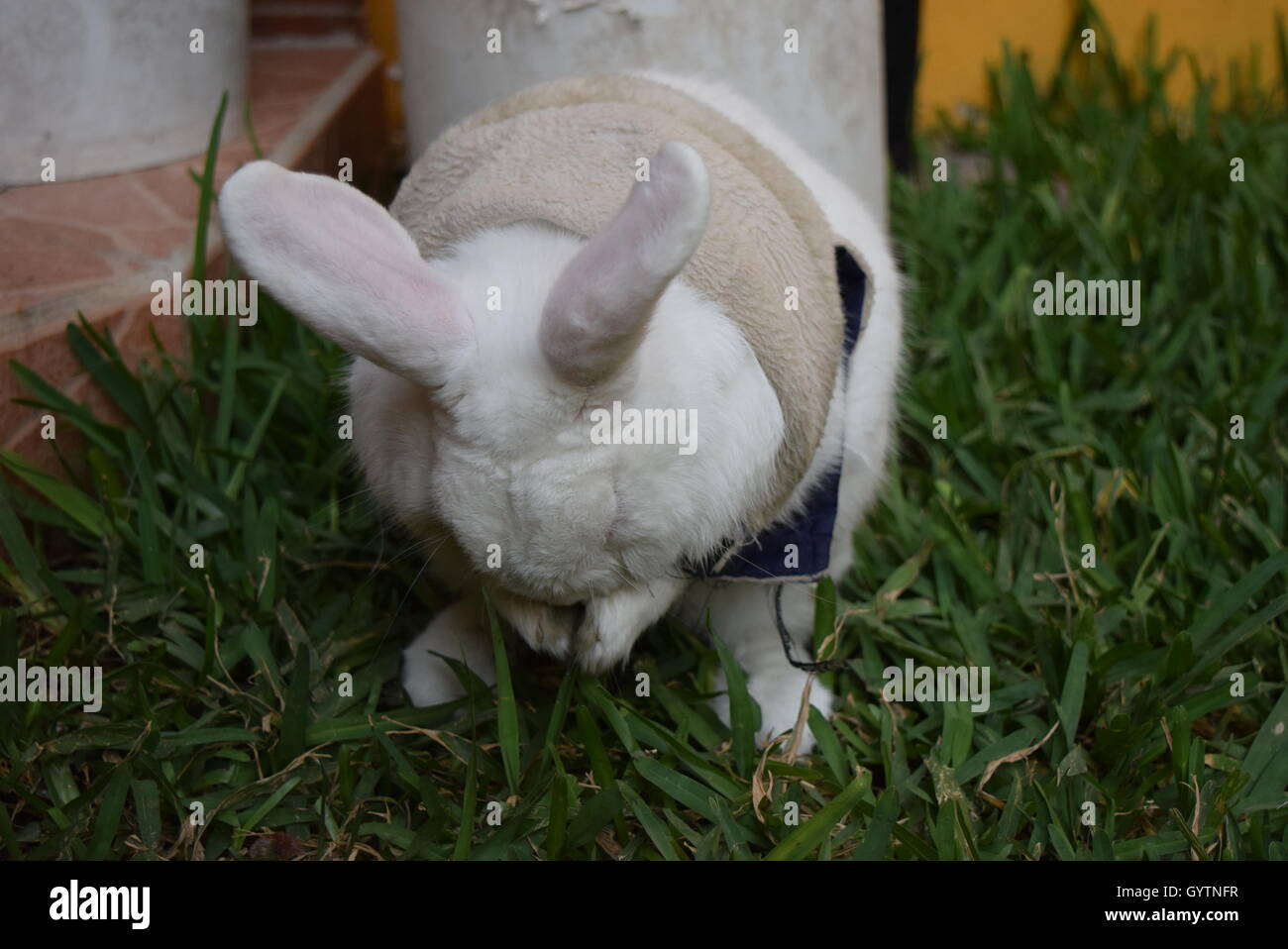 Dressed domestic white rabbit in a garden Stock Photo - Alamy