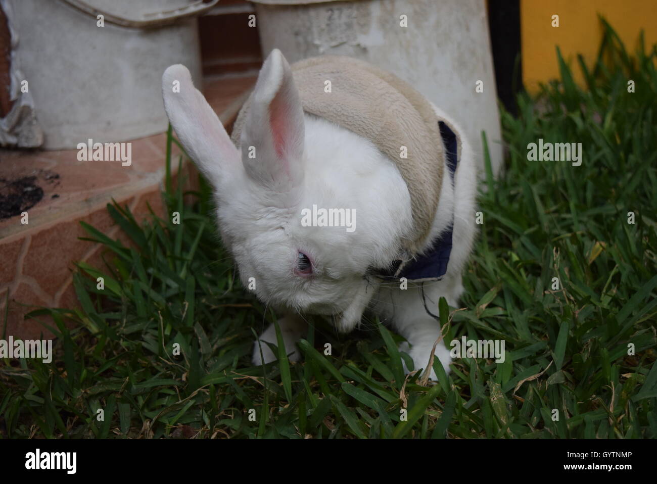 Domestic white rabbit with clothes in a garden Stock Photo - Alamy