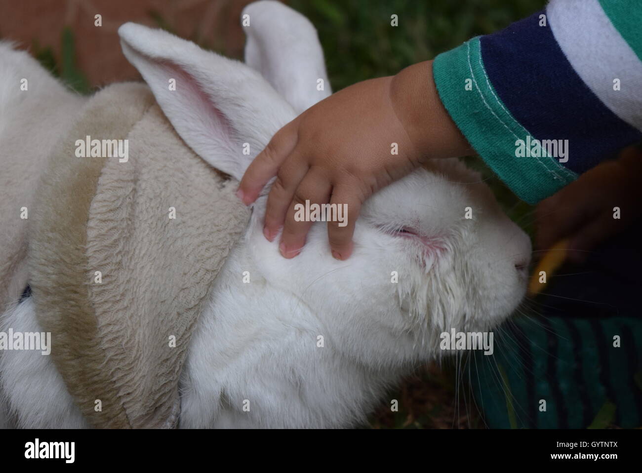Baby petting with love a domestic white rabbit Stock Photo - Alamy