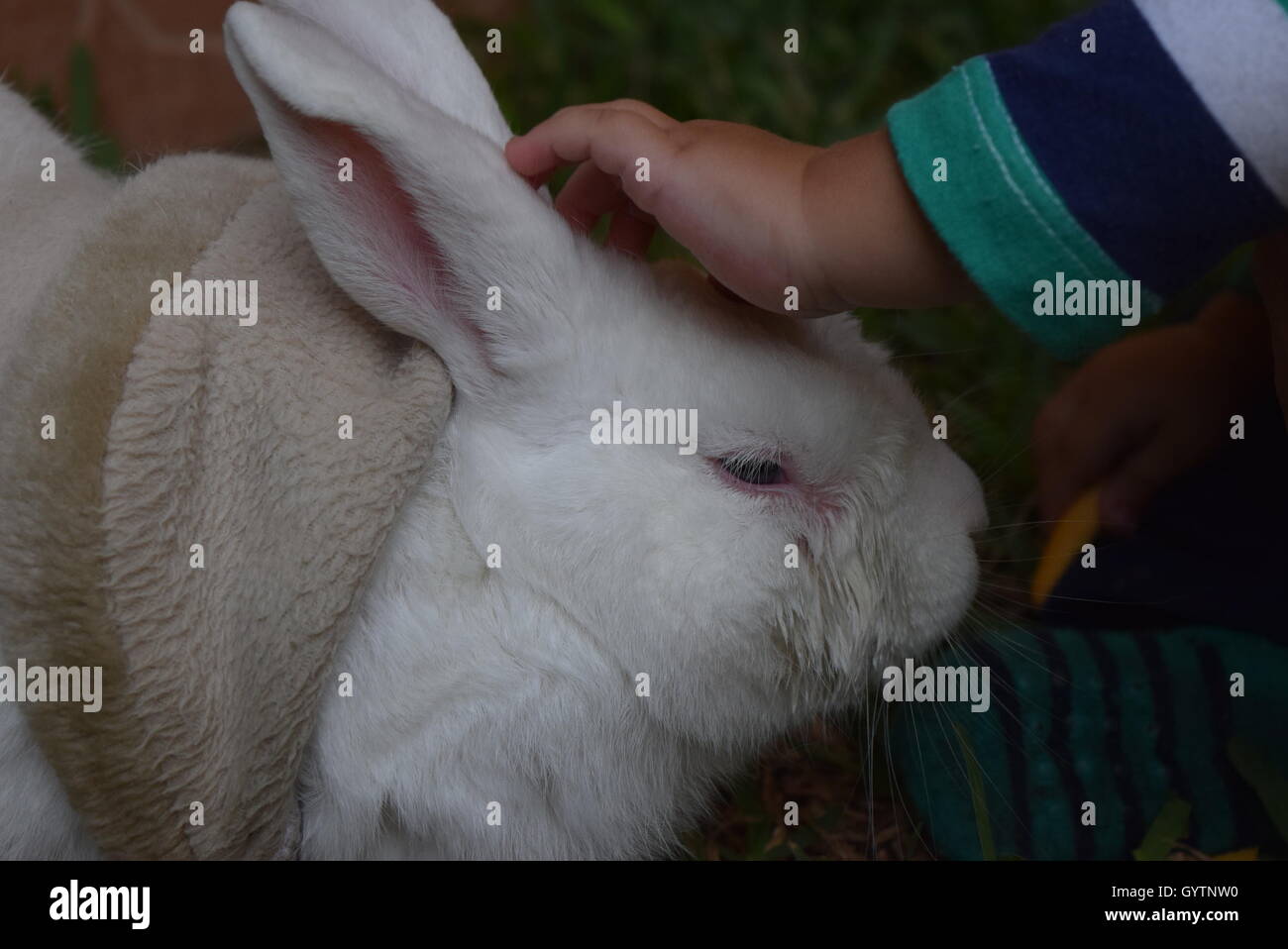 Baby petting a domestic white rabbit Stock Photo - Alamy