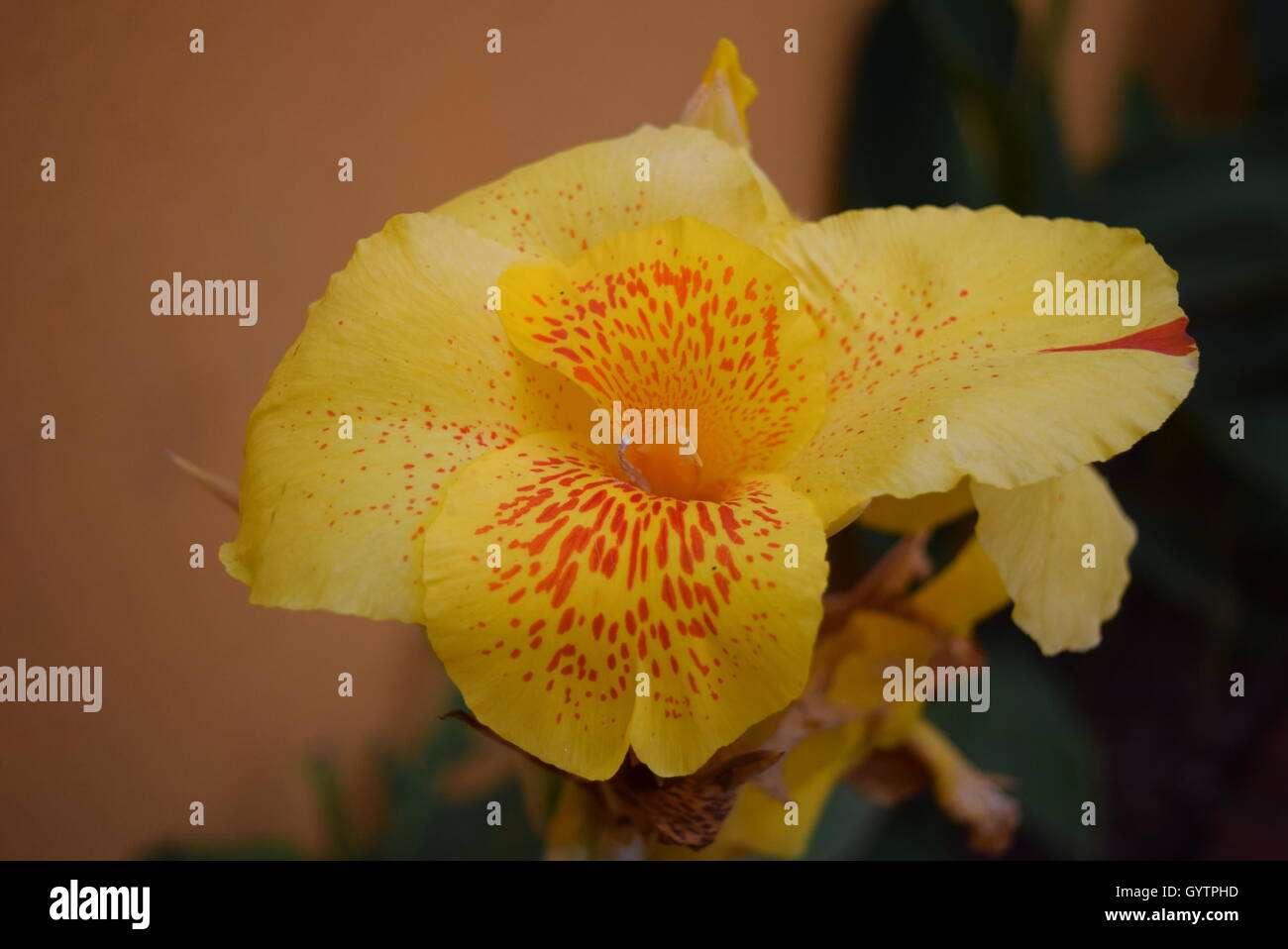 Tiger flower hi-res stock photography and images - Alamy