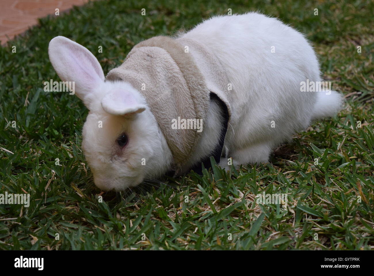 Domestic white rabbit eating in a garden, Guatemala Stock Photo - Alamy