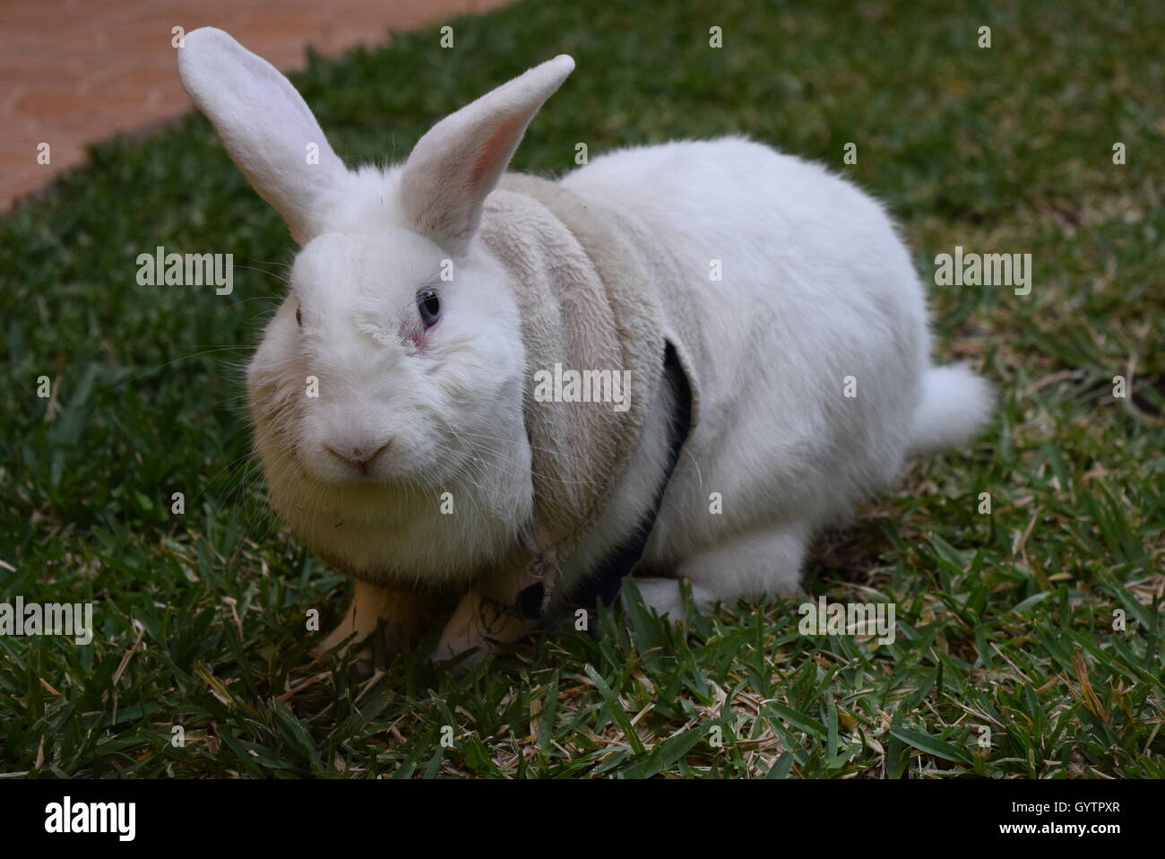 Domestic white rabbit in a garden, Guatemala Stock Photo - Alamy