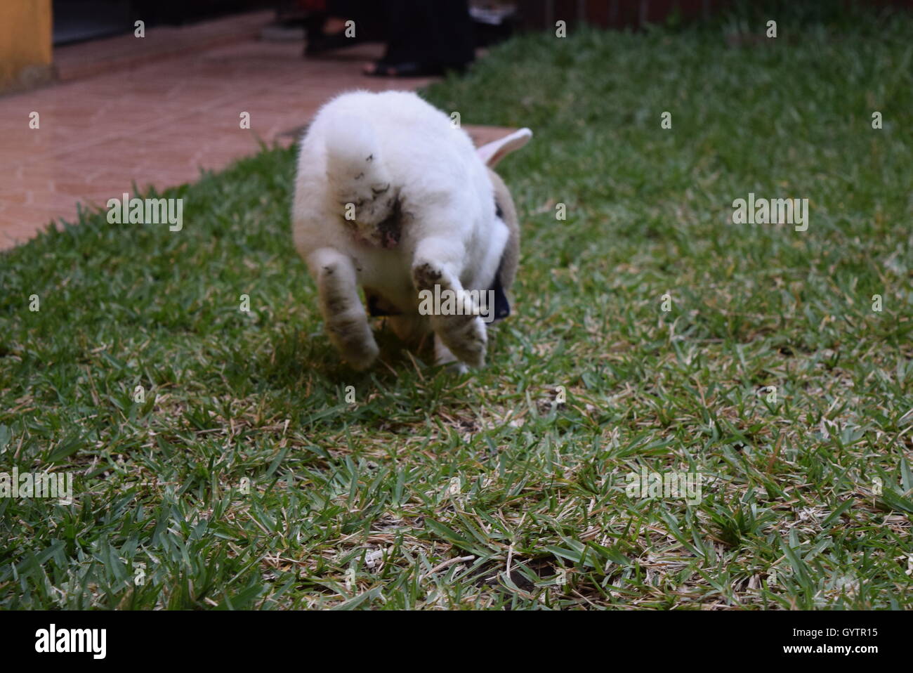 Domestic white rabbit running in a garden, Guatemala Stock Photo - Alamy
