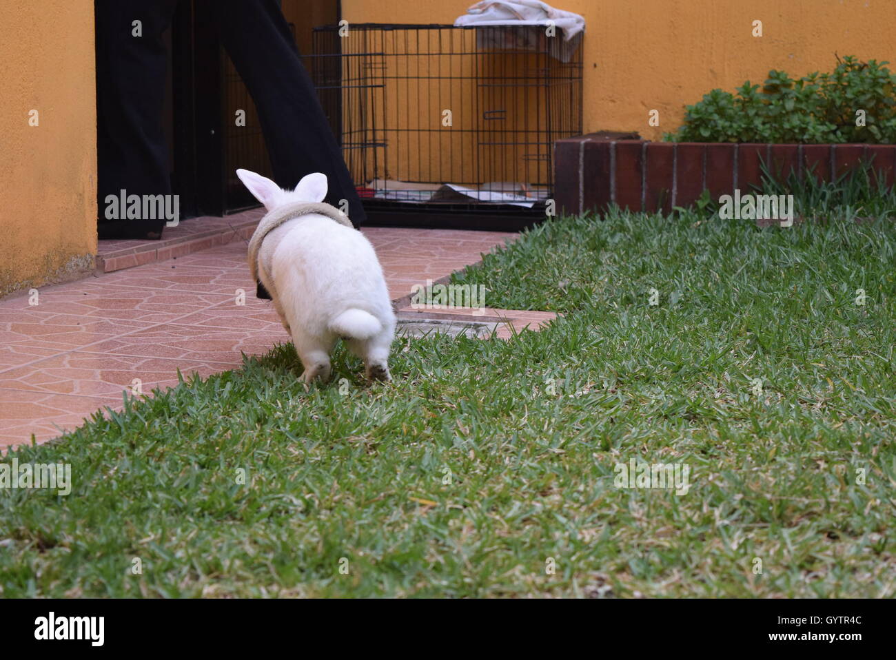Domestic white rabbit running in a garden, Guatemala Stock Photo - Alamy