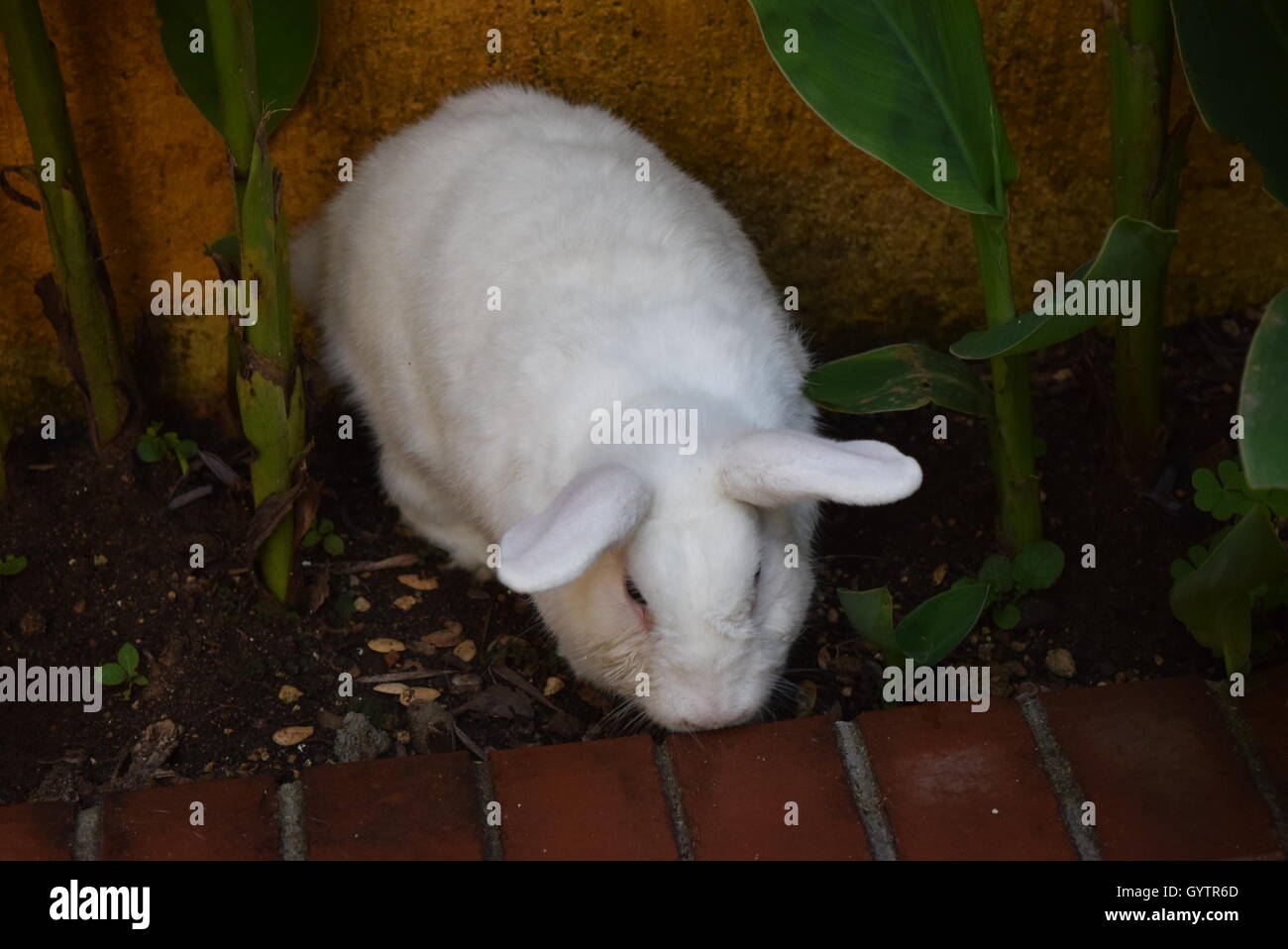 Domestic white rabbit hiding in a garden, Guatemala Stock Photo - Alamy