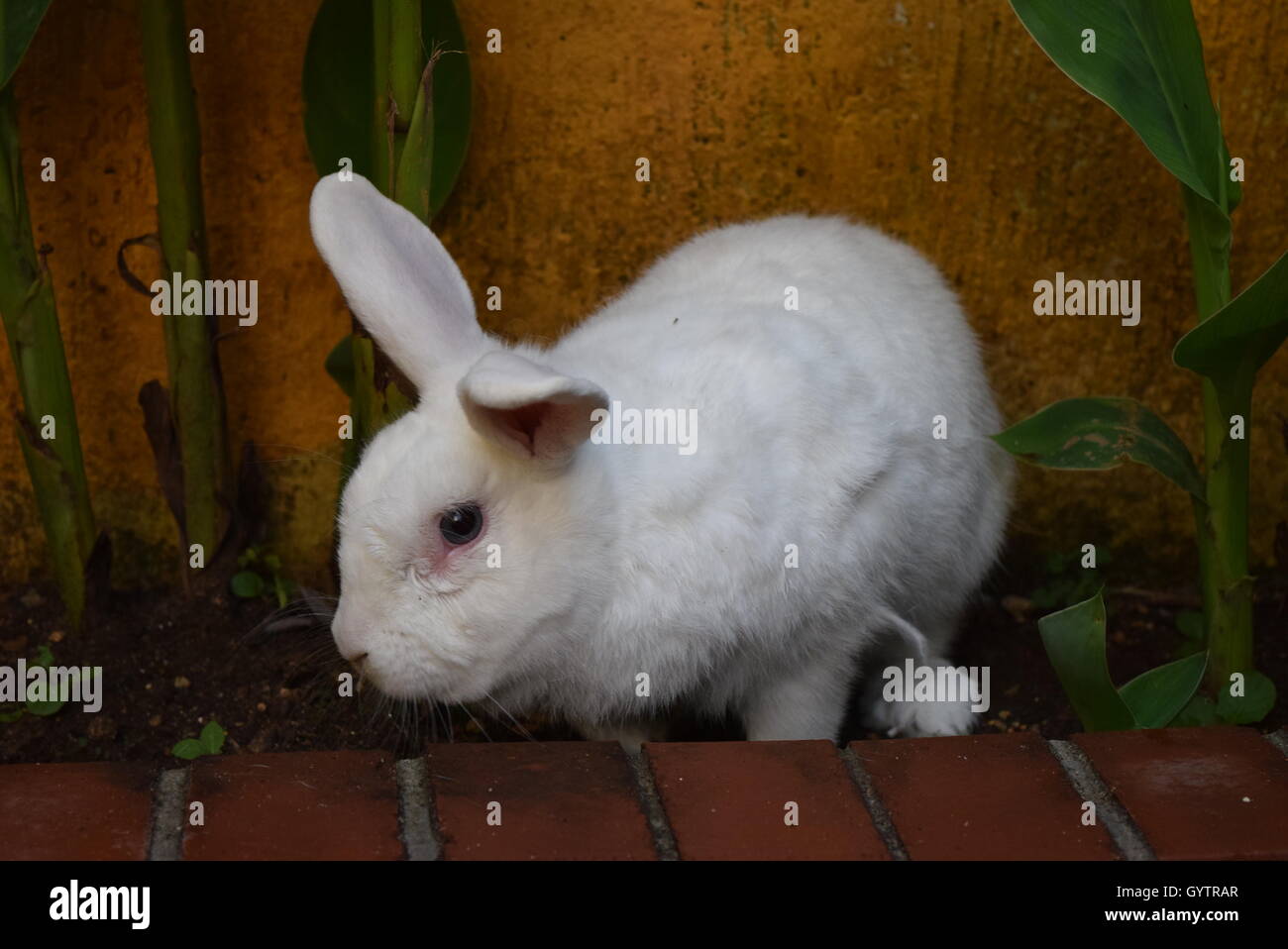 Domestic white rabbit hiding in a garden, Guatemala Stock Photo - Alamy