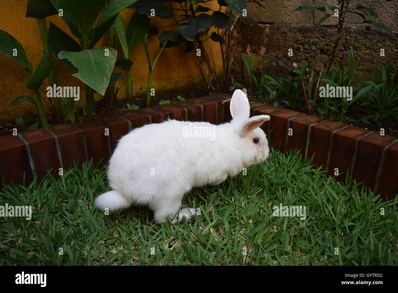 Domestic white rabbit playing in a garden, Guatemala Stock Photo - Alamy