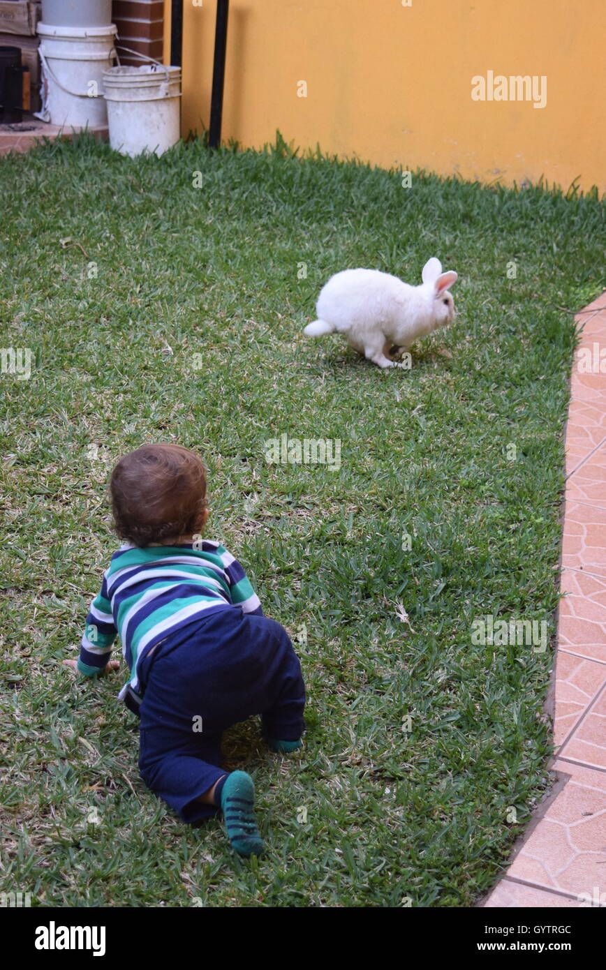 Baby crawling with domestic white rabbit in a garden Stock Photo - Alamy