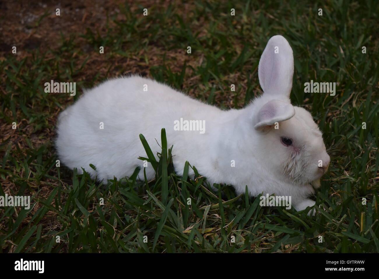 Rabbit lying hi-res stock photography and images - Alamy