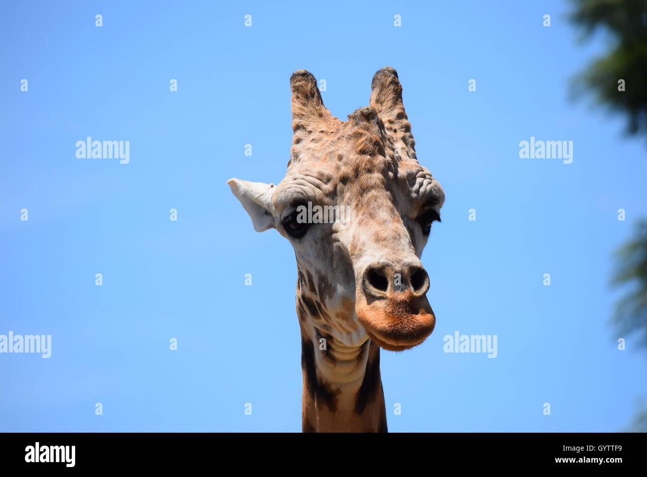 Giraffe front portrait at Aurora Zoo, Guatemala Stock Photo - Alamy
