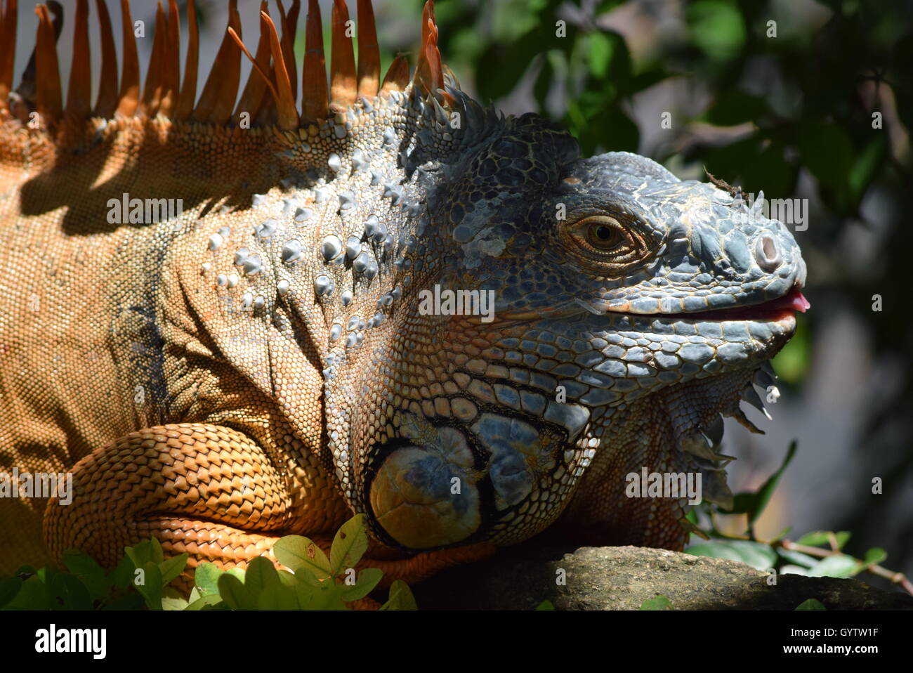 Green Iguana or also common Iguana at the Aurora Zoo, Guatemala Stock ...