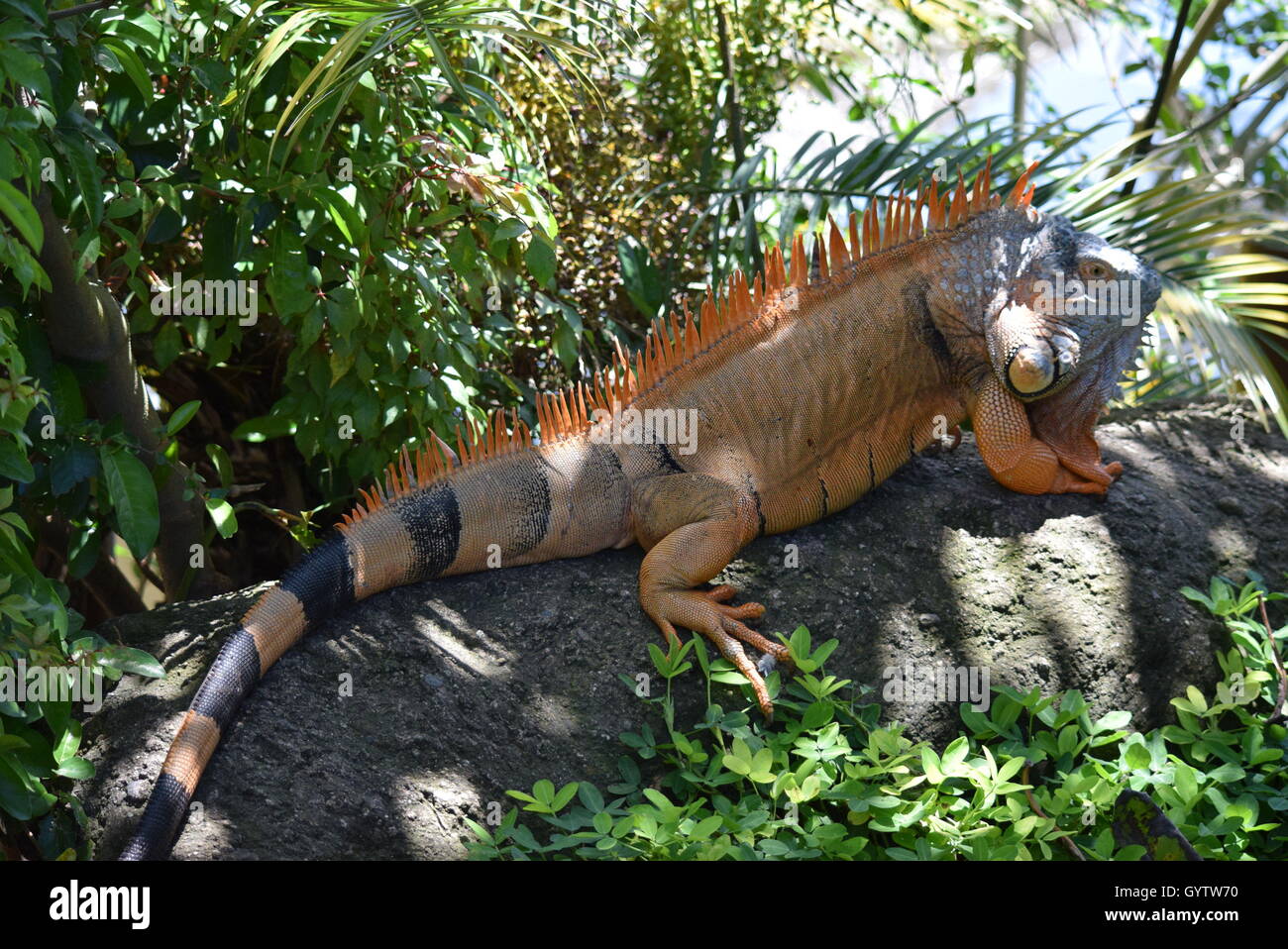 Green Iguana or also common Iguana at the Aurora Zoo, Guatemala Stock ...