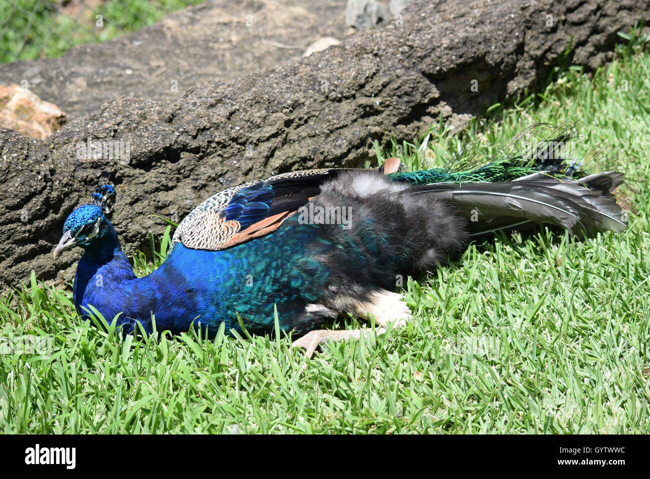 Common Peafowl, Indian Peacock (Pavo cristatus), lying at Aurora Zoo ...