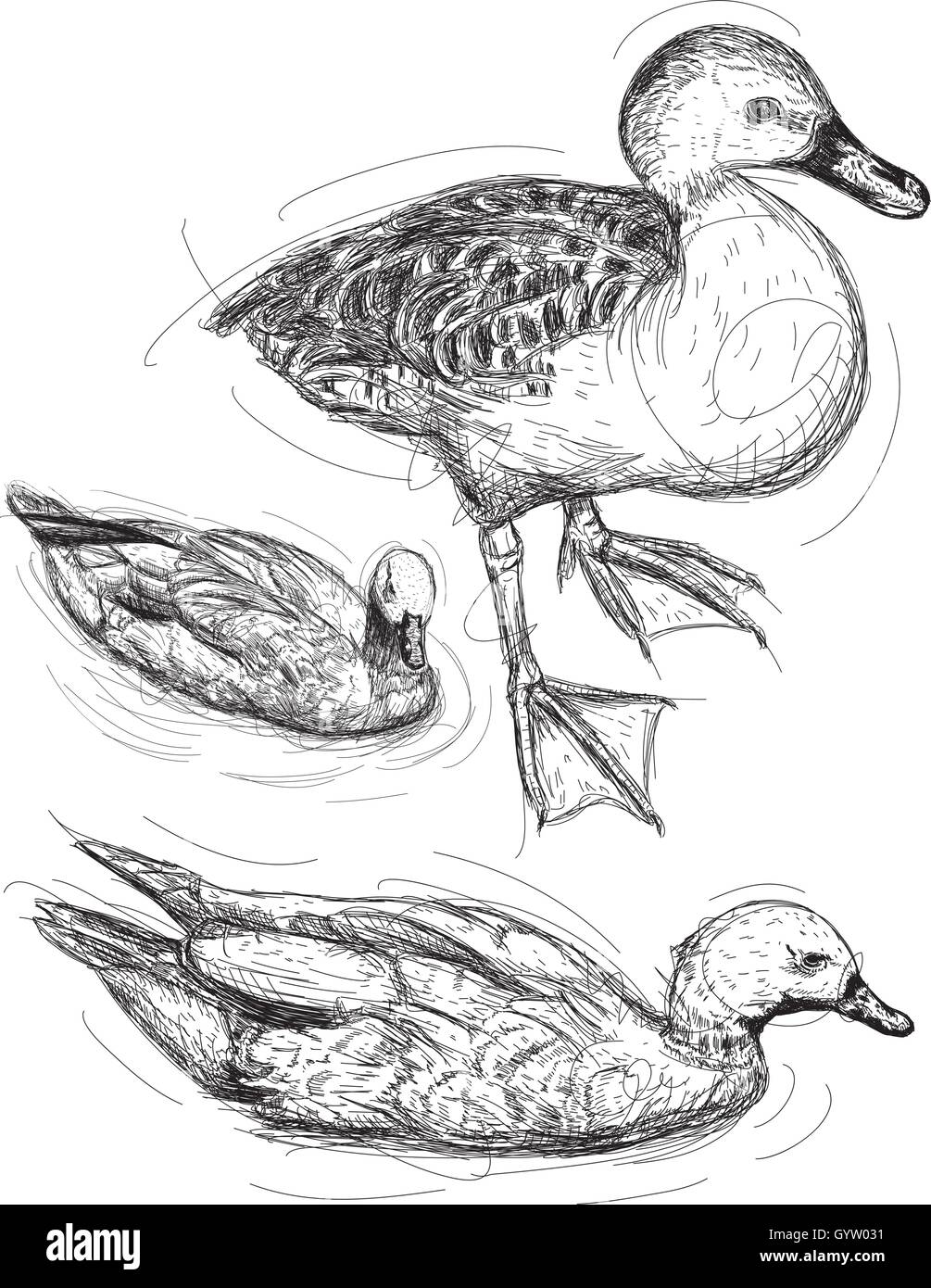 Drawing duck hi-res stock photography and images - Alamy