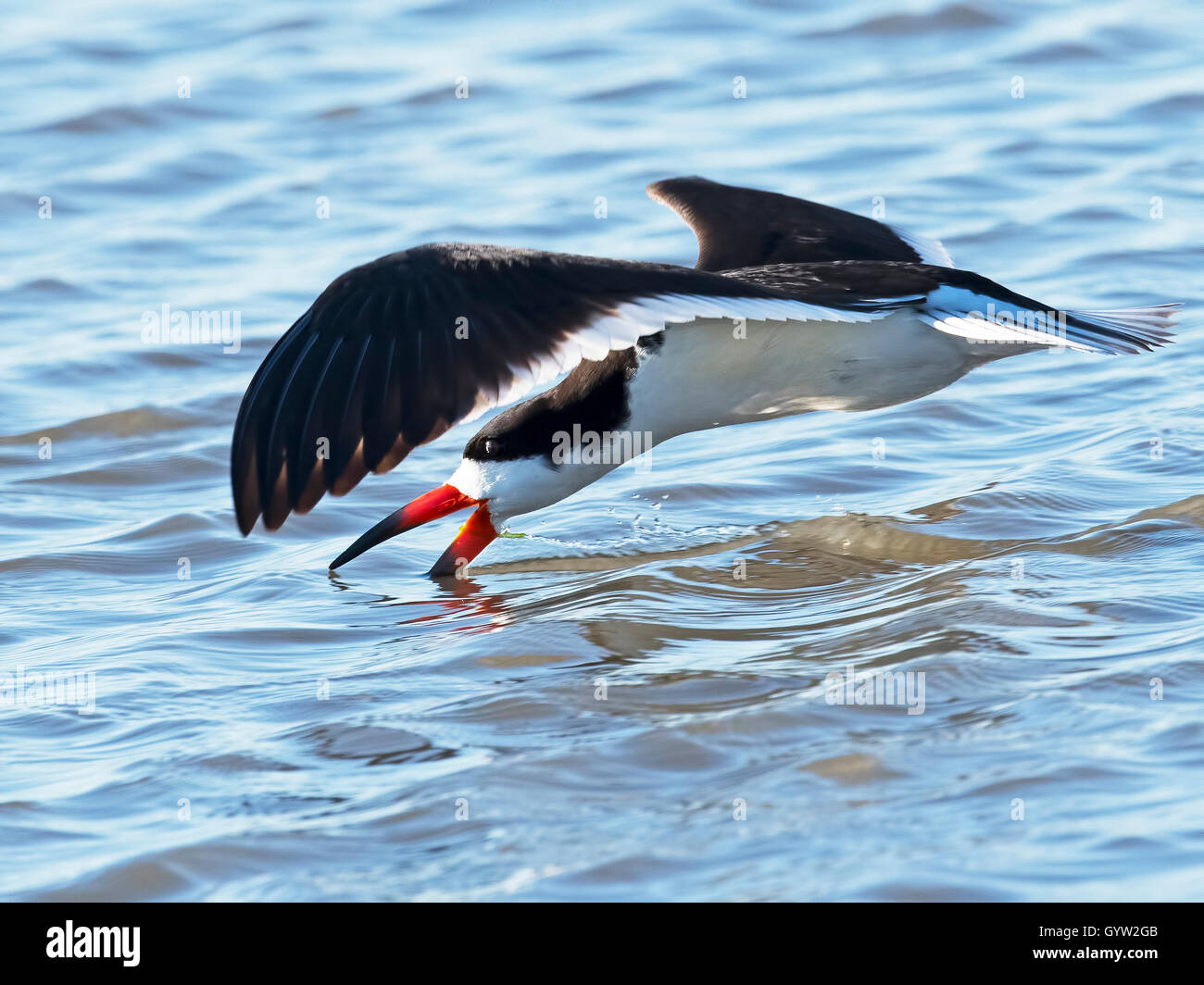 Skimming hi-res stock photography and images - Alamy