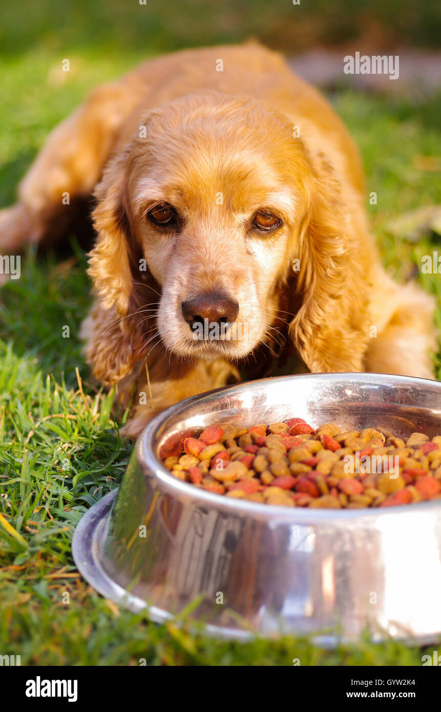 Closeup very cute cocker spaniel dog posing in front of metal bowl with ...