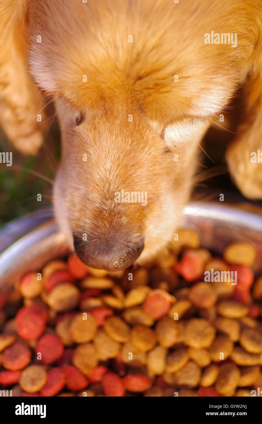 Closeup very cute cocker spaniel dog eating from metal bowl with fresh ...