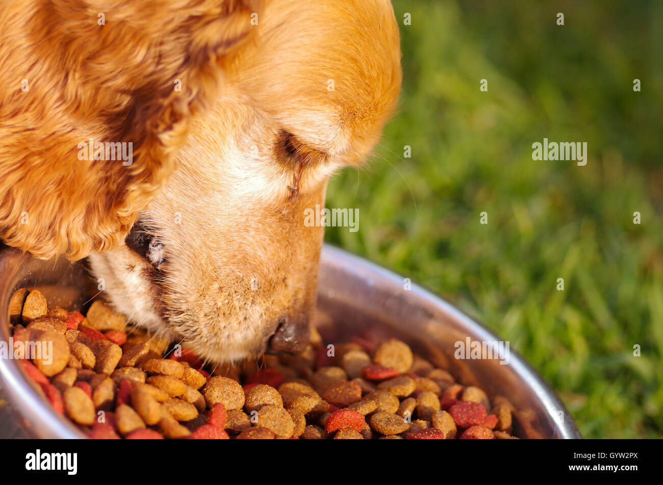Closeup very cute cocker spaniel dog eating from metal bowl with fresh ...