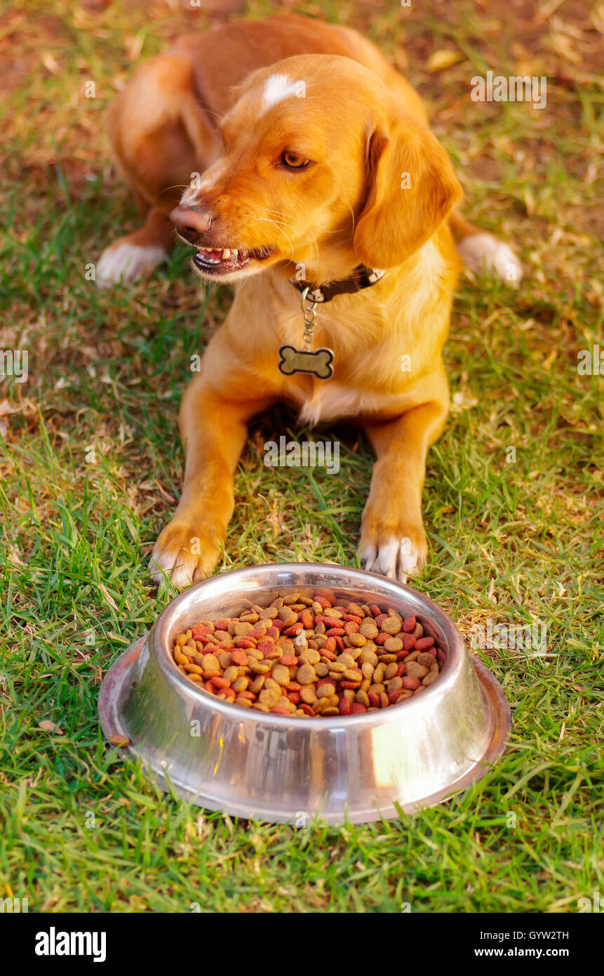 Beautiful mixed breed dog posing, waiting for permission to eat in ...