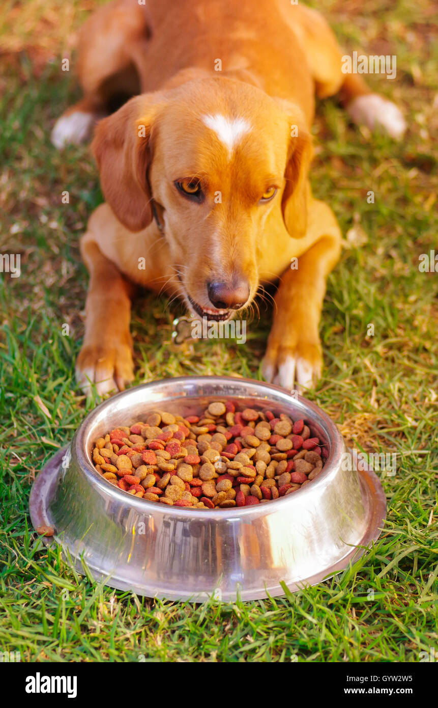 Beautiful mixed breed dog posing, waiting for permission to eat in ...