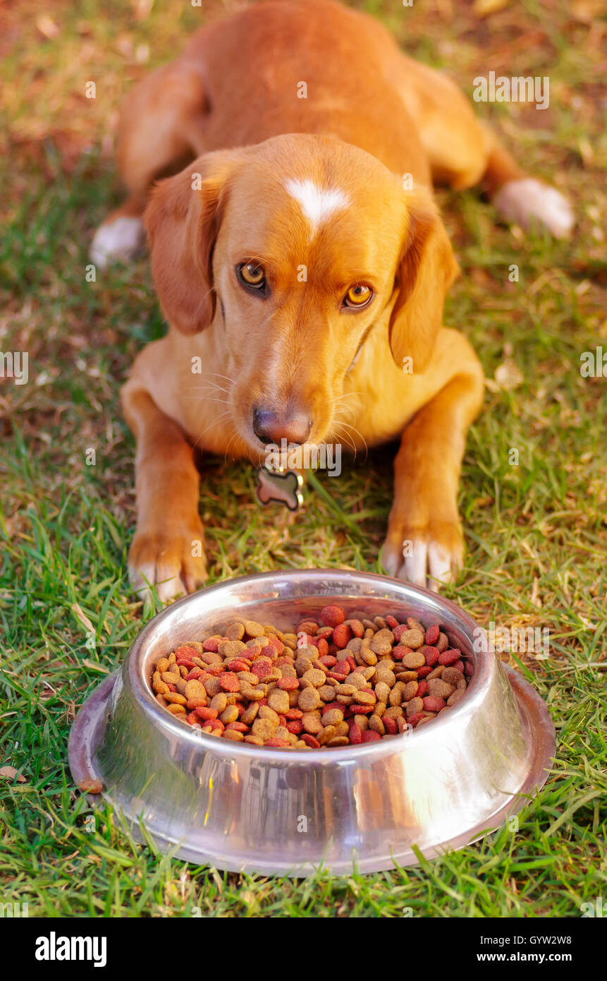 Beautiful mixed breed dog posing, waiting for permission to eat in ...