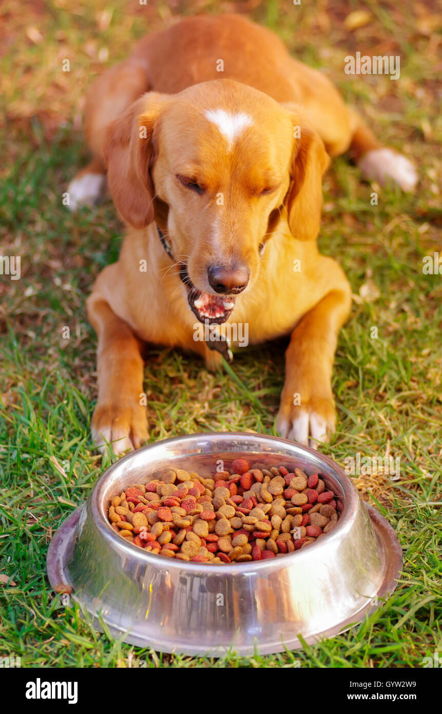 Beautiful mixed breed dog posing, waiting for permission to eat in ...