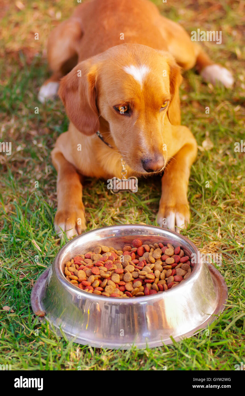 Beautiful mixed breed dog posing, waiting for permission to eat in ...
