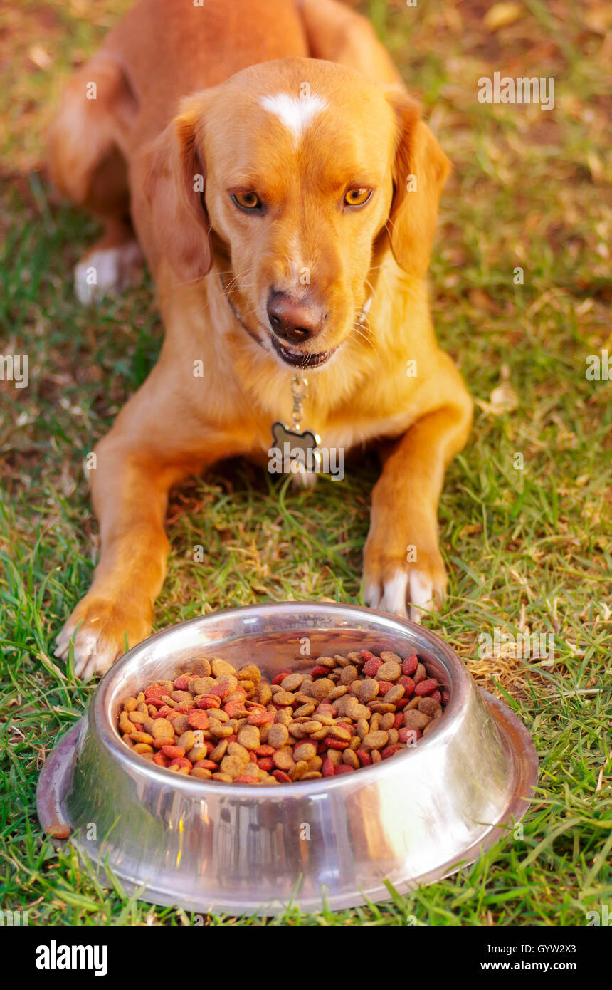 Beautiful mixed breed dog posing, waiting for permission to eat in ...
