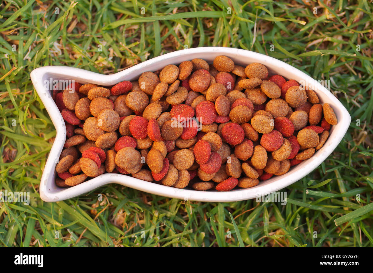 Closeup fish shaped white bowl with fresh dog food sitting on green ...