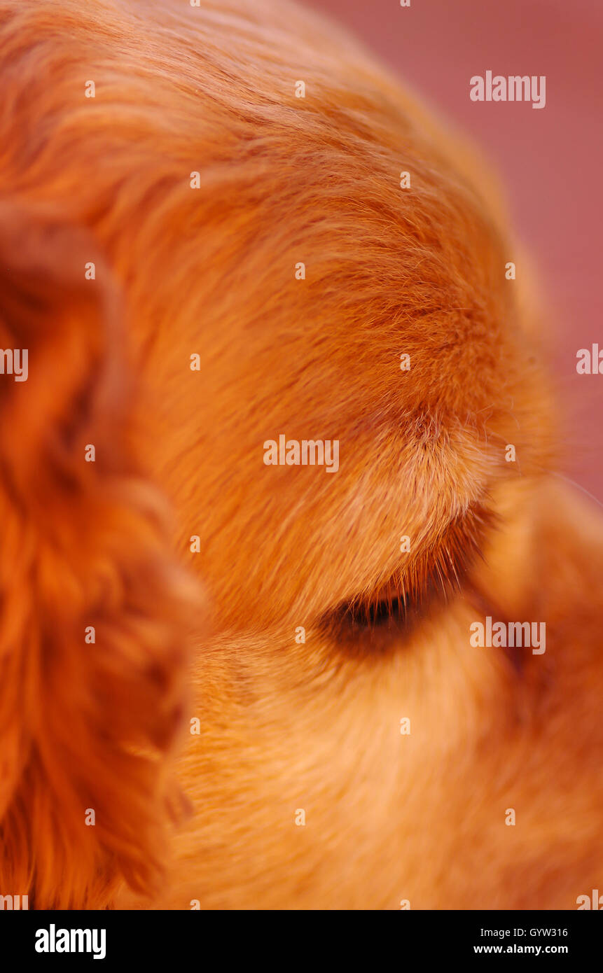 Closeup eye of very cute cocker spaniel dog, beautiful brown colors ...