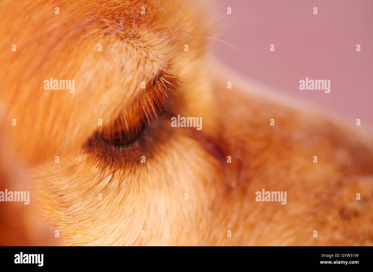 Closeup eye of very cute cocker spaniel dog, beautiful brown colors ...